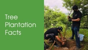 67 Interesting Facts about Trees - You'll be Surprised!