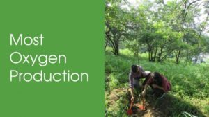 15 Indian Trees That Produce The Most Oxygen