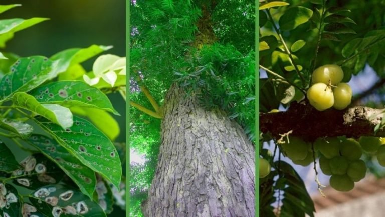 36 Fastest Growing Trees in India - Shade Giving Trees