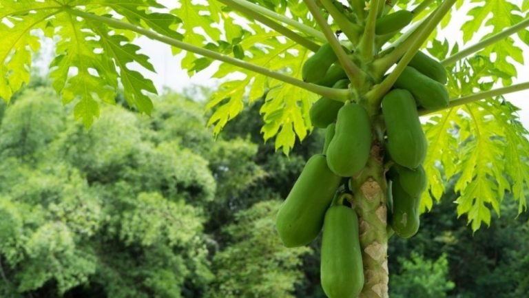 36 Fastest Growing Trees in India - Shade Giving Trees