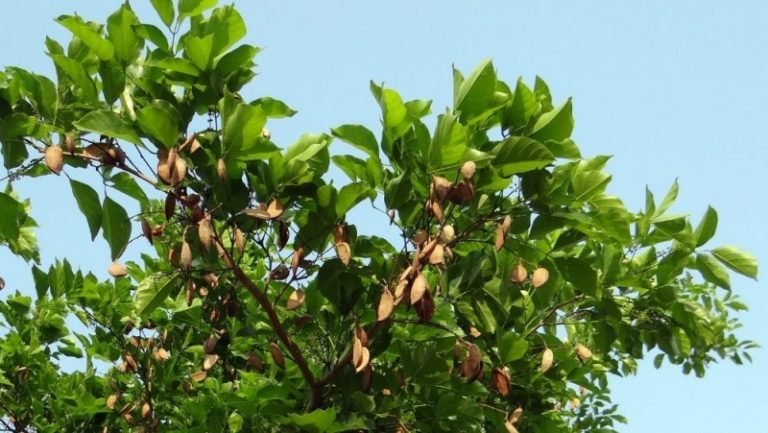 36 Fastest Growing Trees in India - Shade Giving Trees