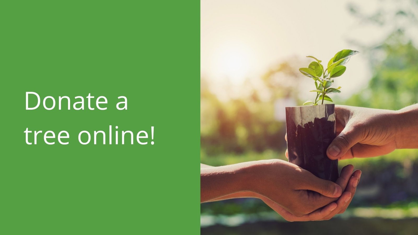 Donate Online for Tree Plantation Projects in Pune - Nelda Foundation