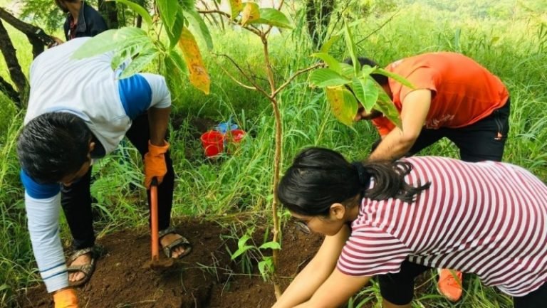 All You Need To Know About Reforestation In India