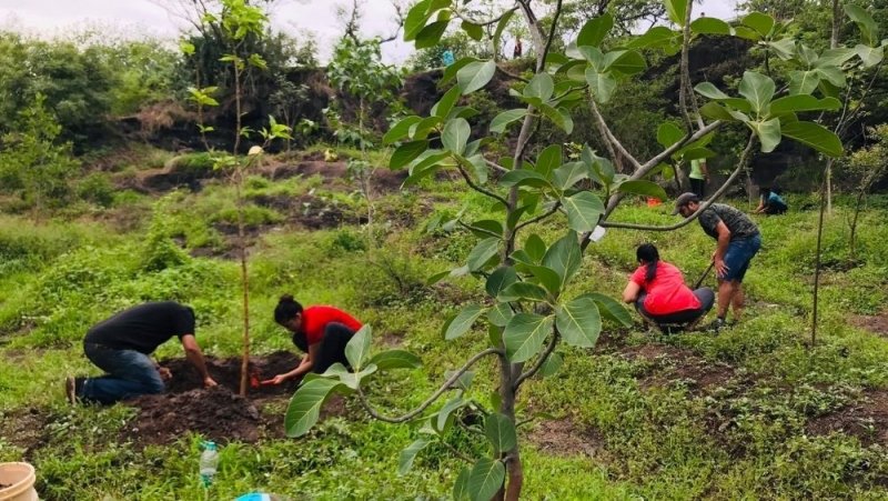 What Is The Best Time To Plant A Tree In India?