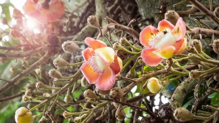 21 Indian Trees That can Withstand Any Weather