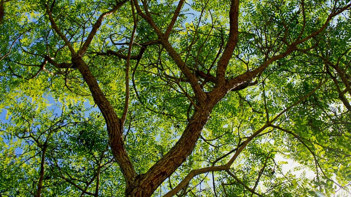 21 Indian Trees That can Withstand Any Weather