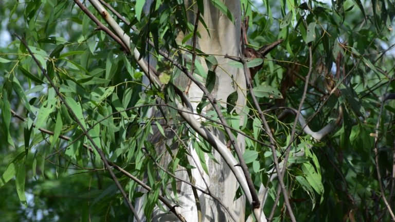 21 Indian Trees That can Withstand Any Weather