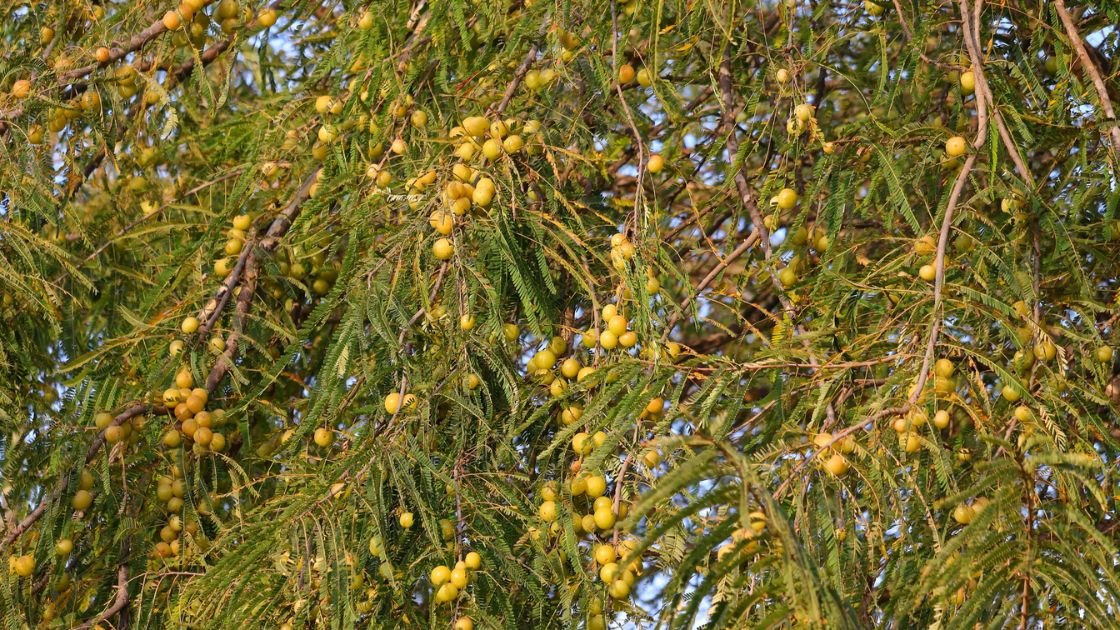 21 Indian Trees That can Withstand Any Weather