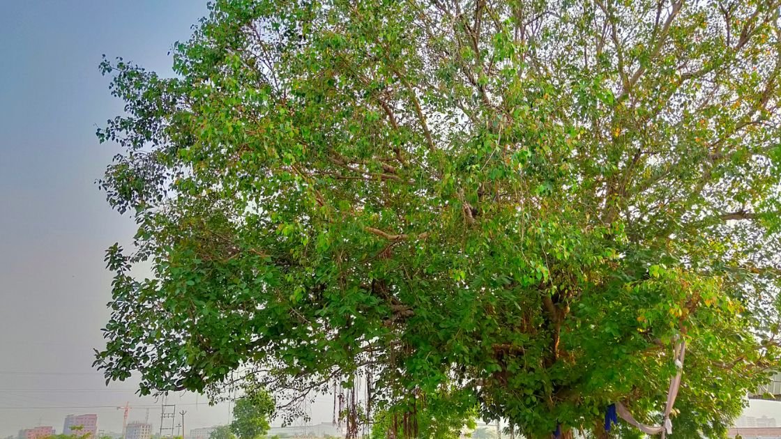 21 Indian Trees That can Withstand Any Weather