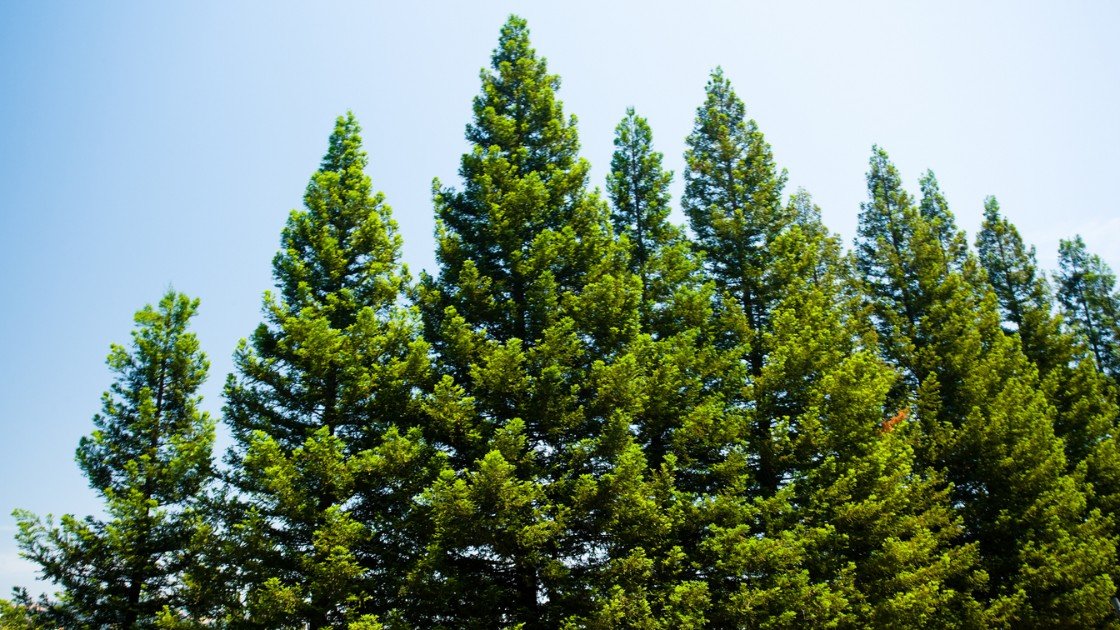 21 Indian Trees That can Withstand Any Weather