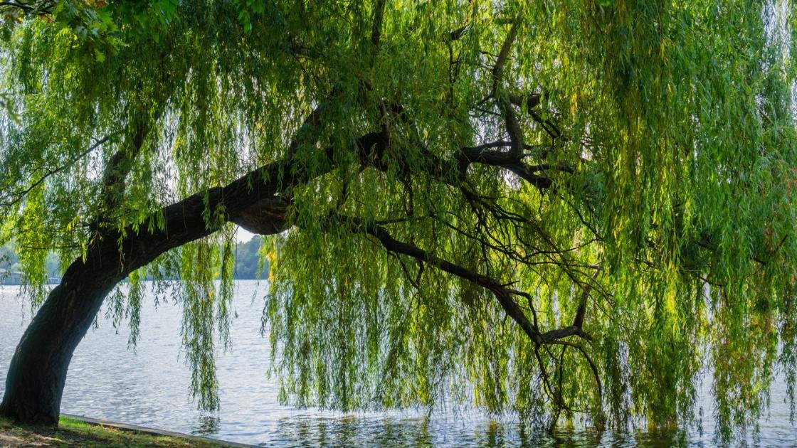 21 Indian Trees That can Withstand Any Weather