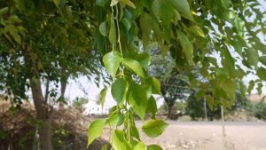 21 Indian Trees That can Withstand Any Weather