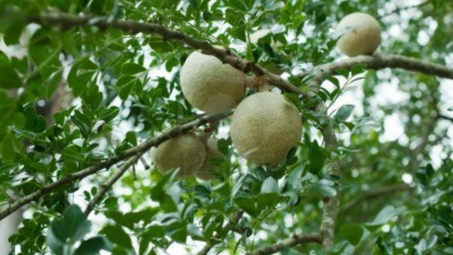 25 Native Indian Plants Useful in Daily Life