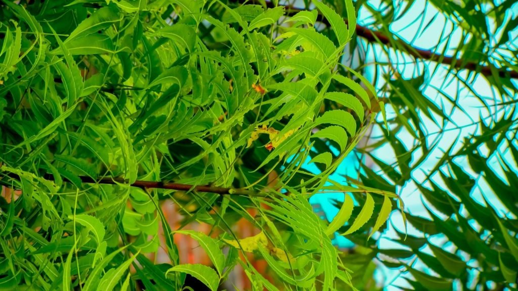 25 Native Indian Plants Useful in Daily Life