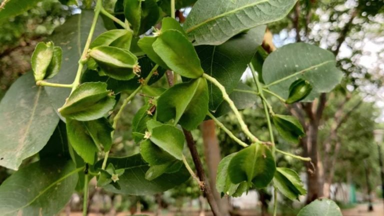 25 Native Indian Plants Useful in Daily Life