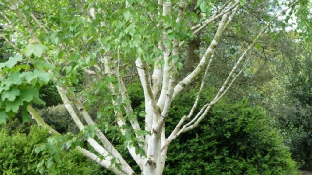 25 Native Indian Plants Useful in Daily Life