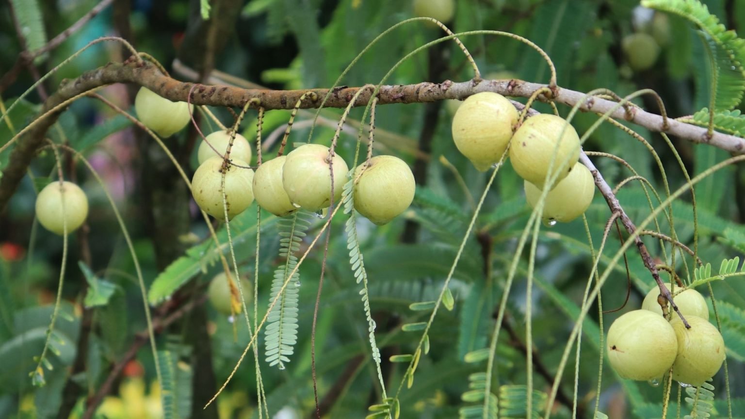 25 Native Indian Plants Useful in Daily Life