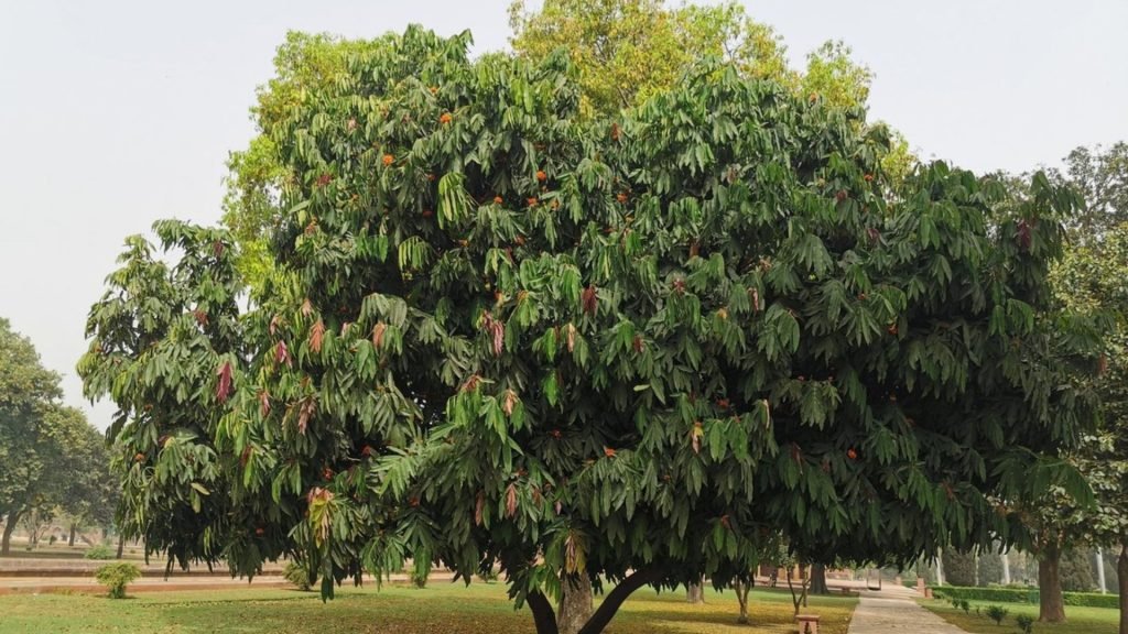 25 Native Indian Plants Useful in Daily Life