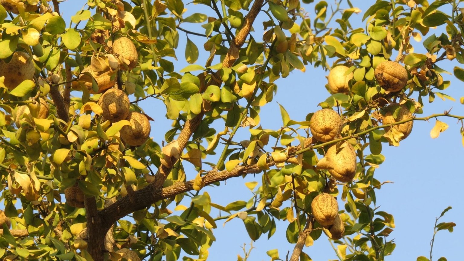 25 Native Indian Plants Useful in Daily Life