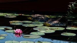 25 Native Indian Plants Useful in Daily Life