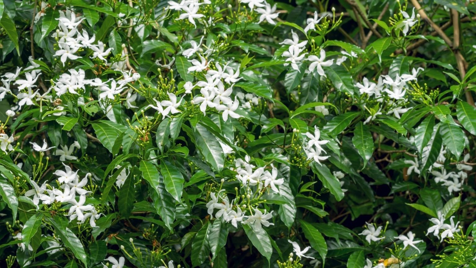 25 Native Indian Plants Useful in Daily Life