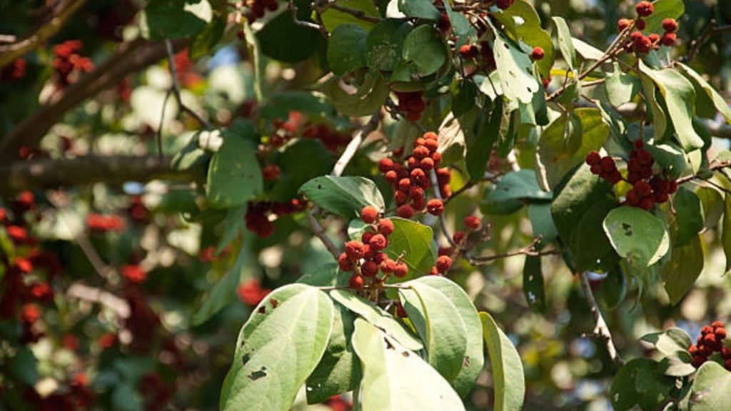 25 Native Indian Plants Useful in Daily Life