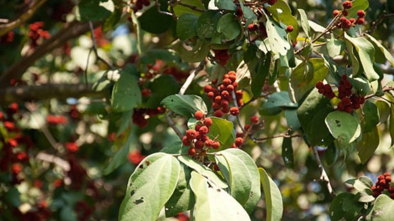 25 Native Indian Plants Useful in Daily Life