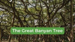 The Great Banyan Tree: 10 Fascinating Facts and Stories!