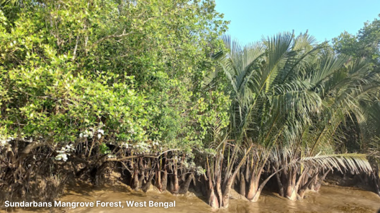 8 Mangrove Forests In India That Every Nature Lover Must Visit