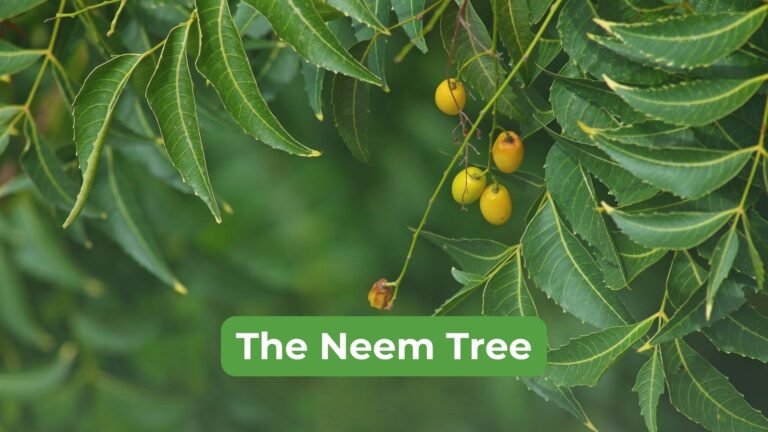 Neem Tree: 'The Pharmacy Tree' of Ayurveda and Folk medicine