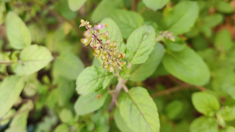 16 Ayurvedic Trees with Anti-Cancer Properties