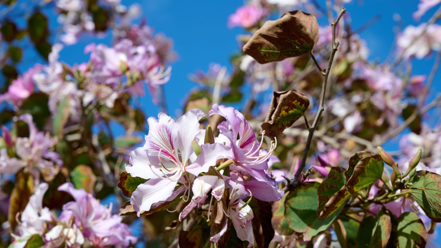 16 Ayurvedic Trees with Anti-Cancer Properties