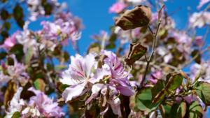 16 Ayurvedic Trees with Anti-Cancer Properties