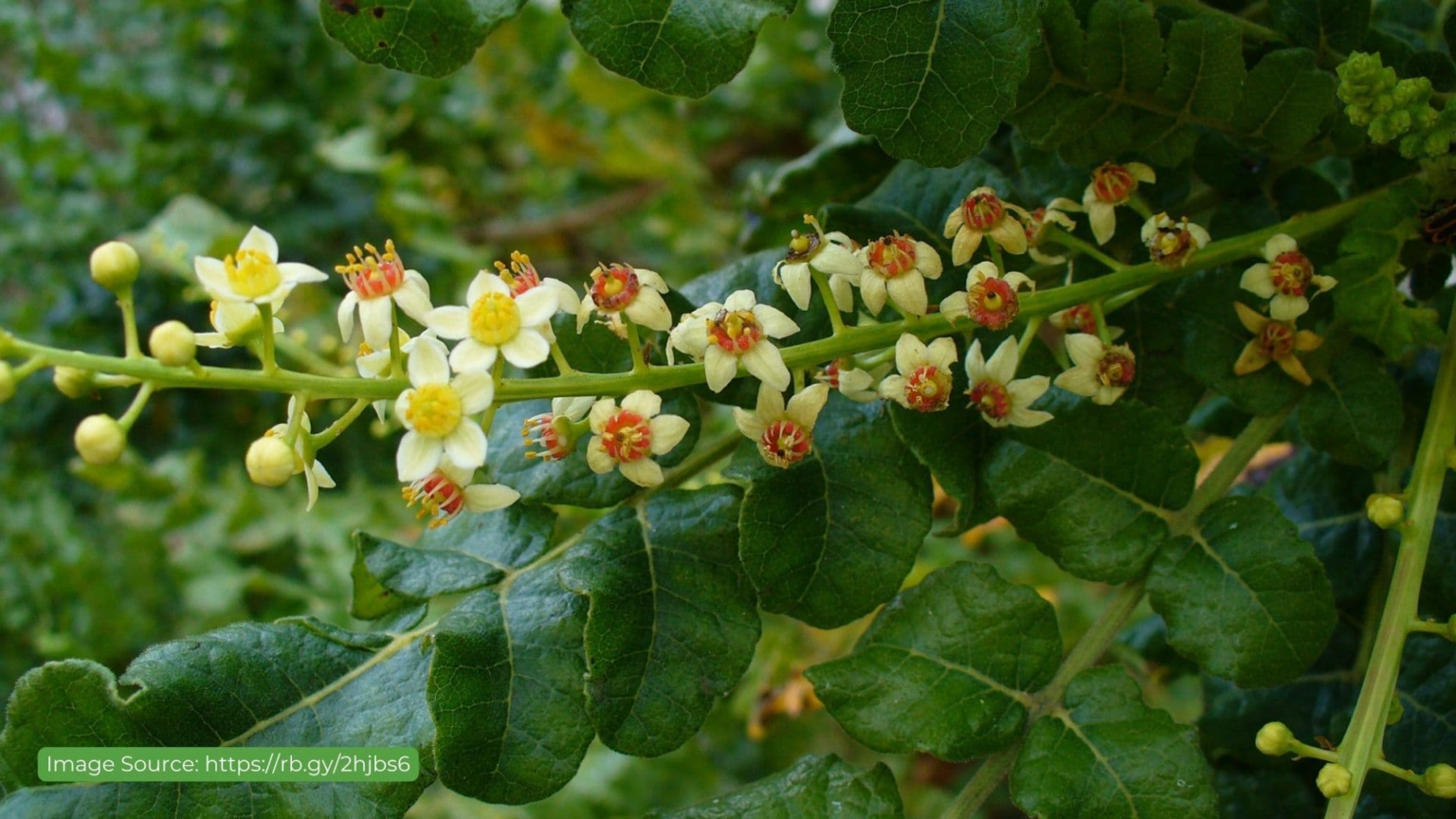 16 Ayurvedic Trees with Anti-Cancer Properties