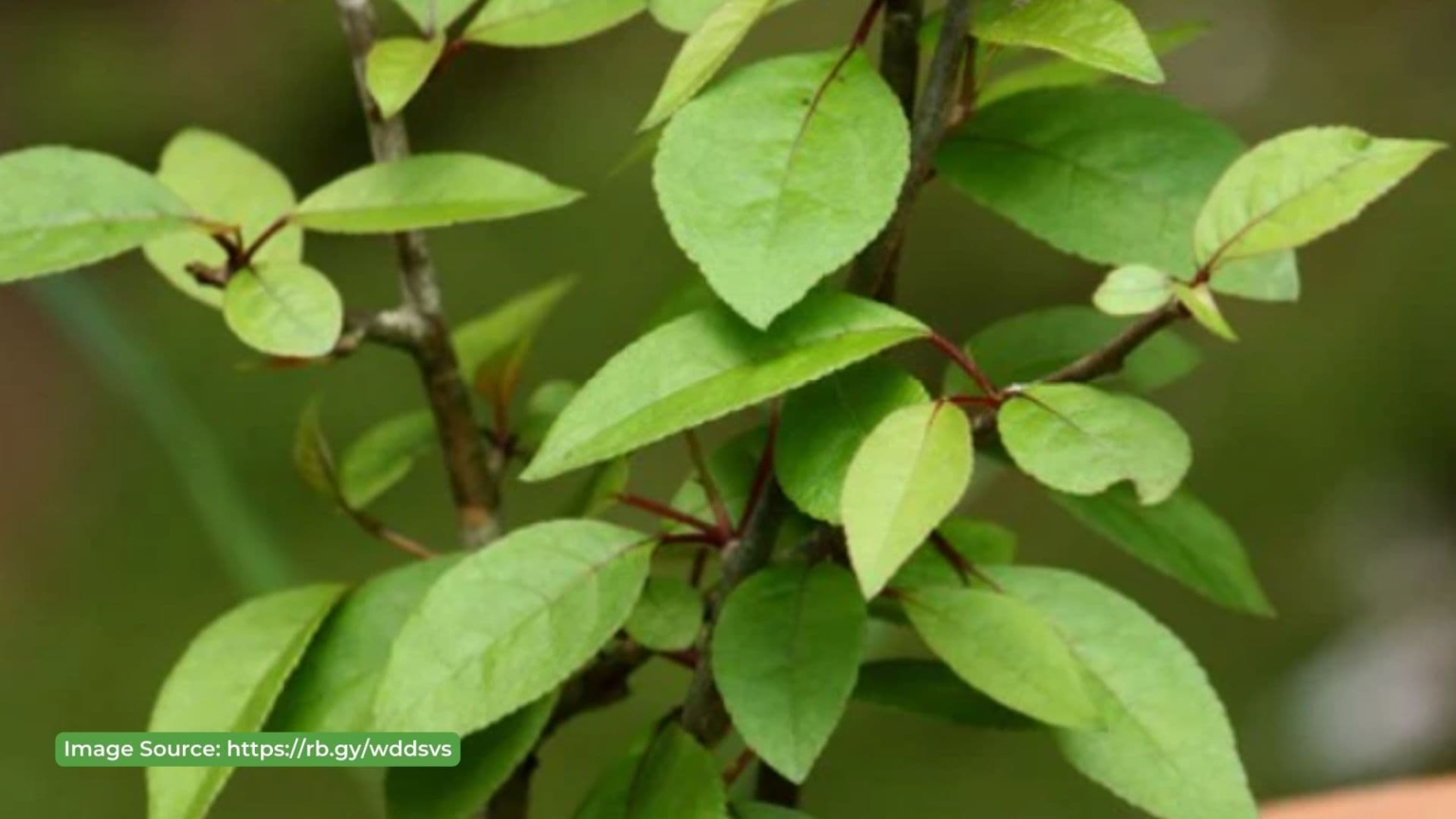 16 Ayurvedic Trees with Anti-Cancer Properties