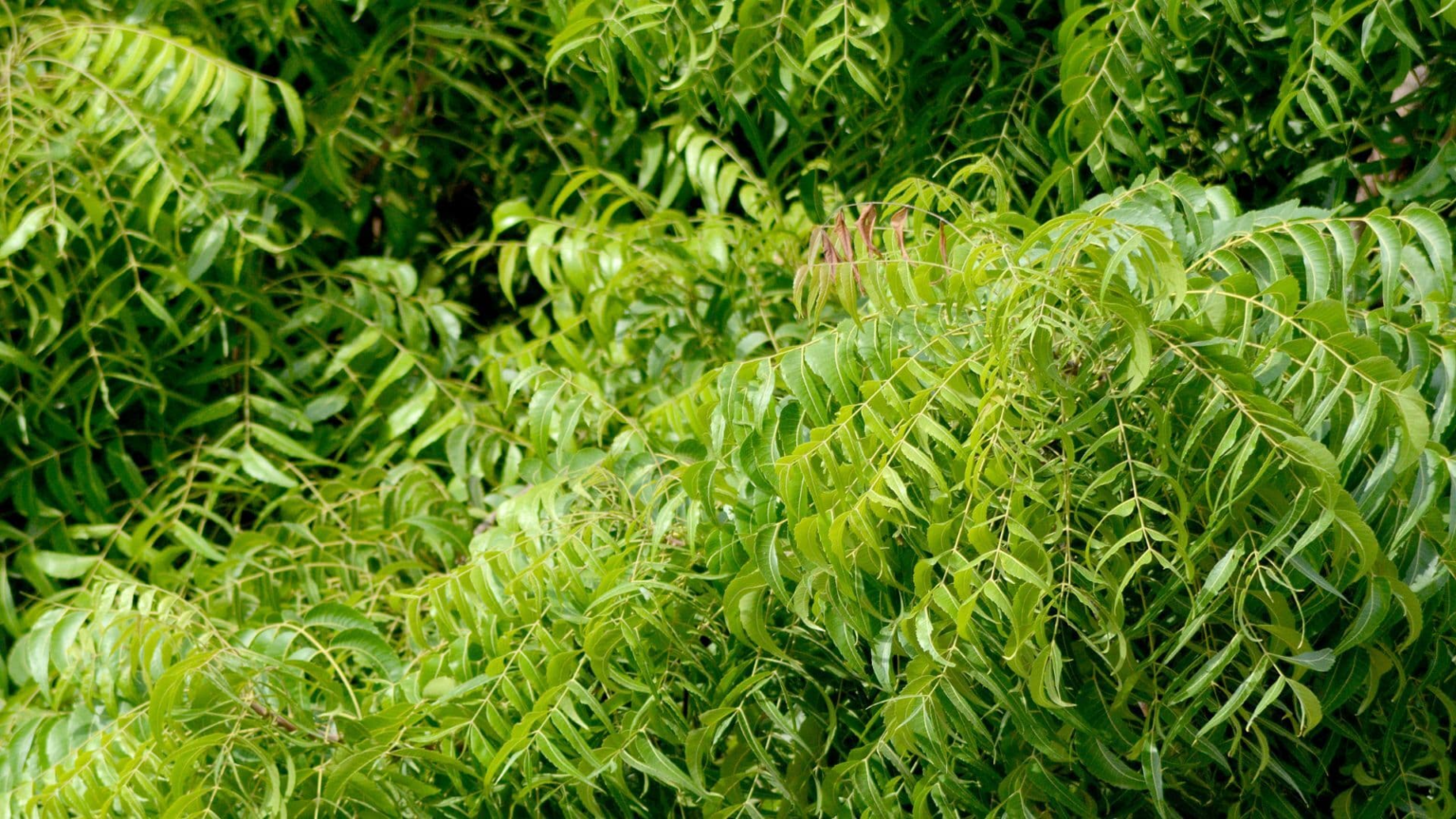 16 Ayurvedic Trees with Anti-Cancer Properties