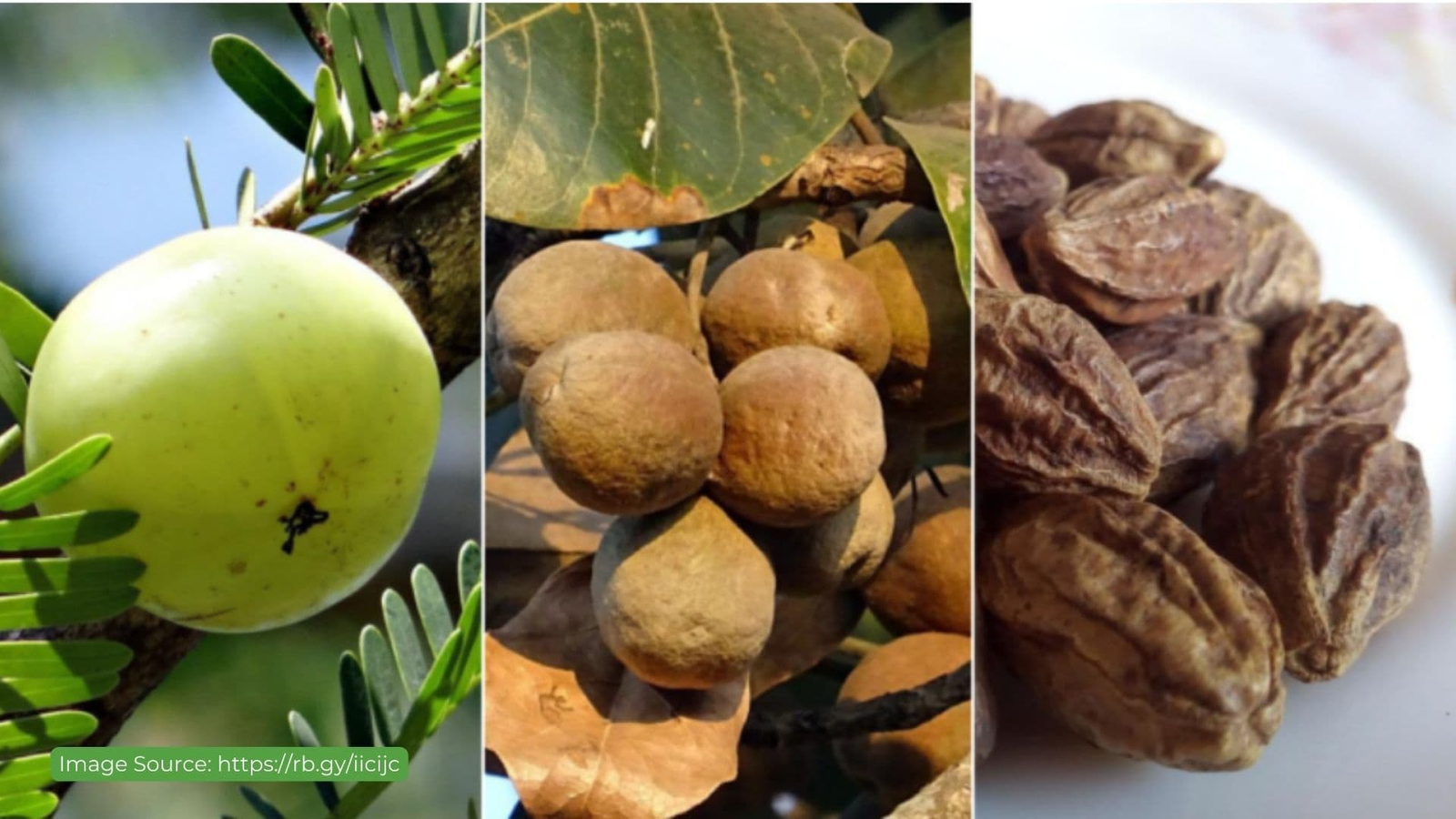 16 Ayurvedic Trees with Anti-Cancer Properties