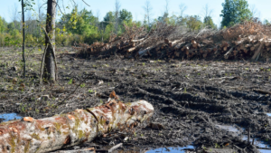 30 Effects of Deforestation in India leading to Rising Heat Levels