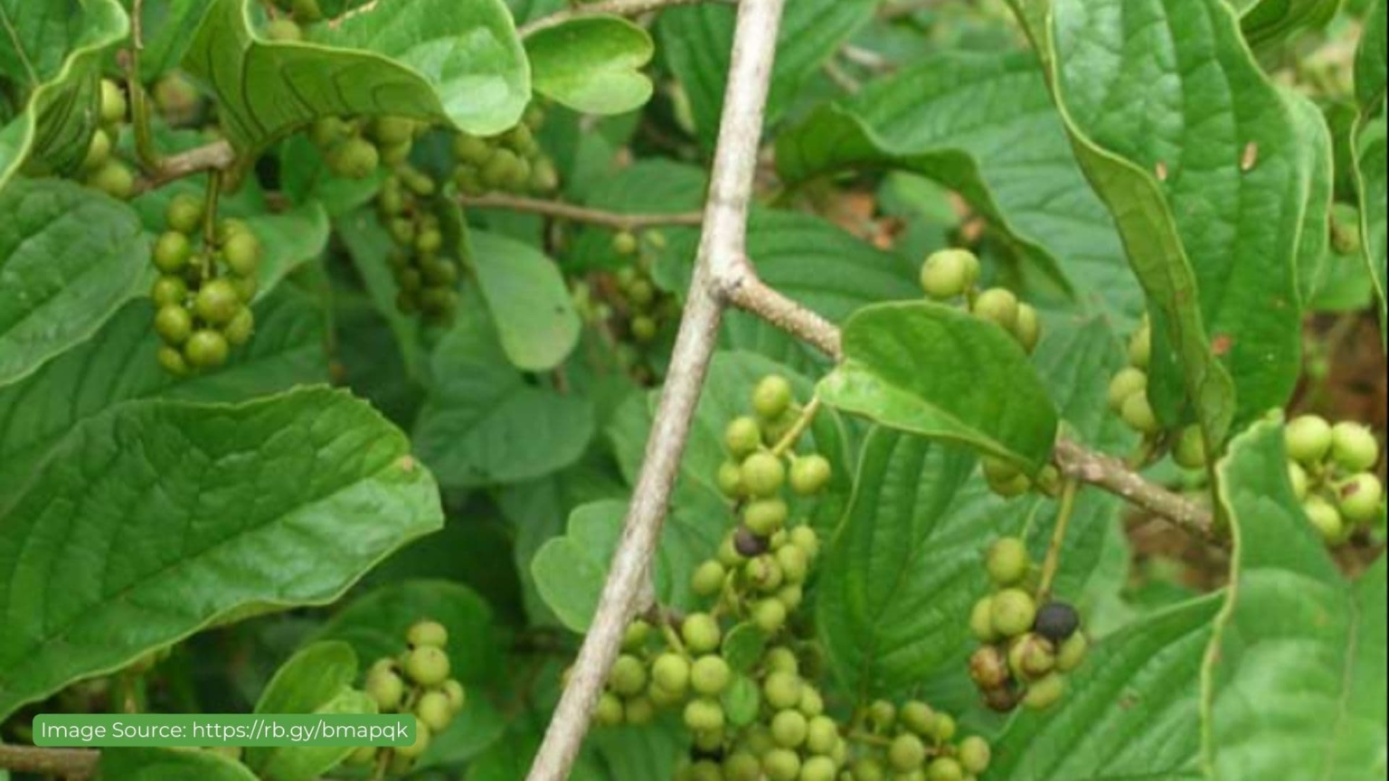 16 Ayurvedic Trees with Anti-Cancer Properties