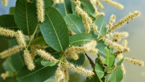16 Ayurvedic Trees with Anti-Cancer Properties