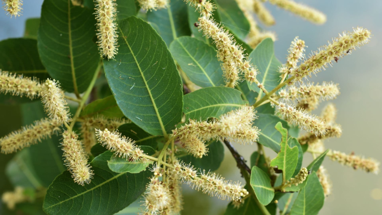 16 Ayurvedic Trees with Anti-Cancer Properties