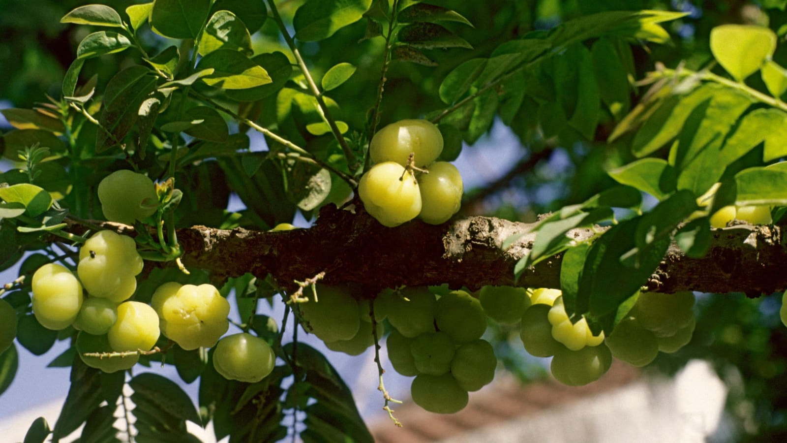16 Ayurvedic Trees with Anti-Cancer Properties