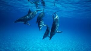 How Artificial Intelligence is Fighting Climate Change